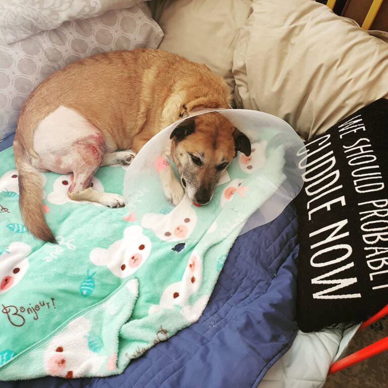 CCL Surgery in Dogs (ACL) -What every dog parent should know